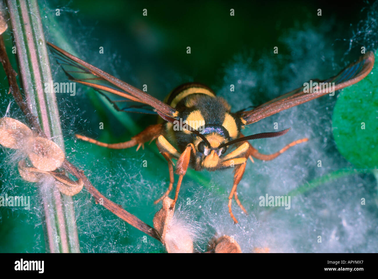 Sesia apiformis moths hi-res stock photography and images - Alamy