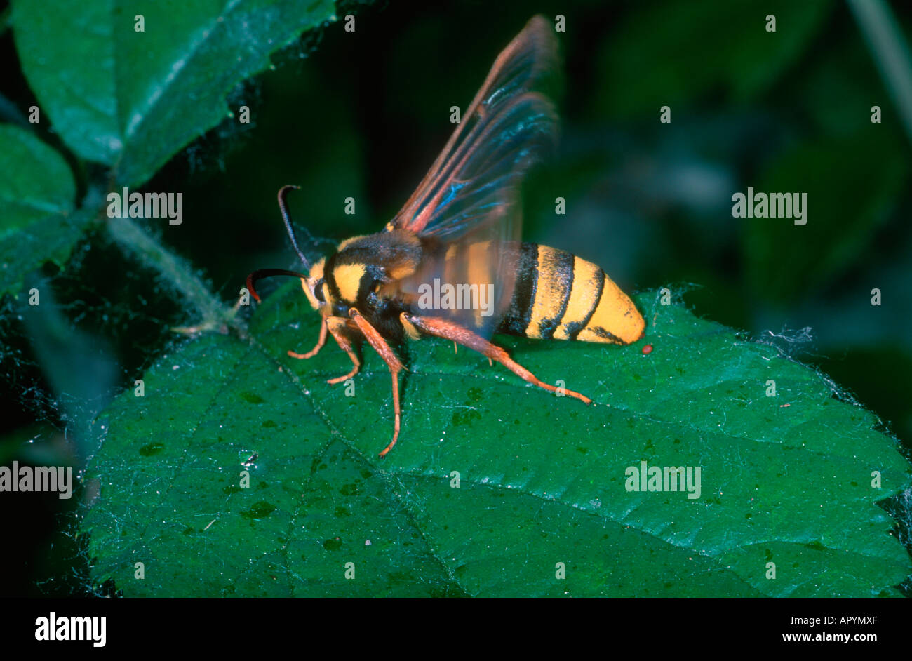 Hornet clearwing moth hi-res stock photography and images - Alamy