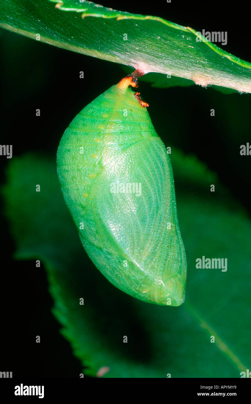 Two-tailed Pasha Butterfly, Charaxes jasius. Pupa Stock Photo - Alamy