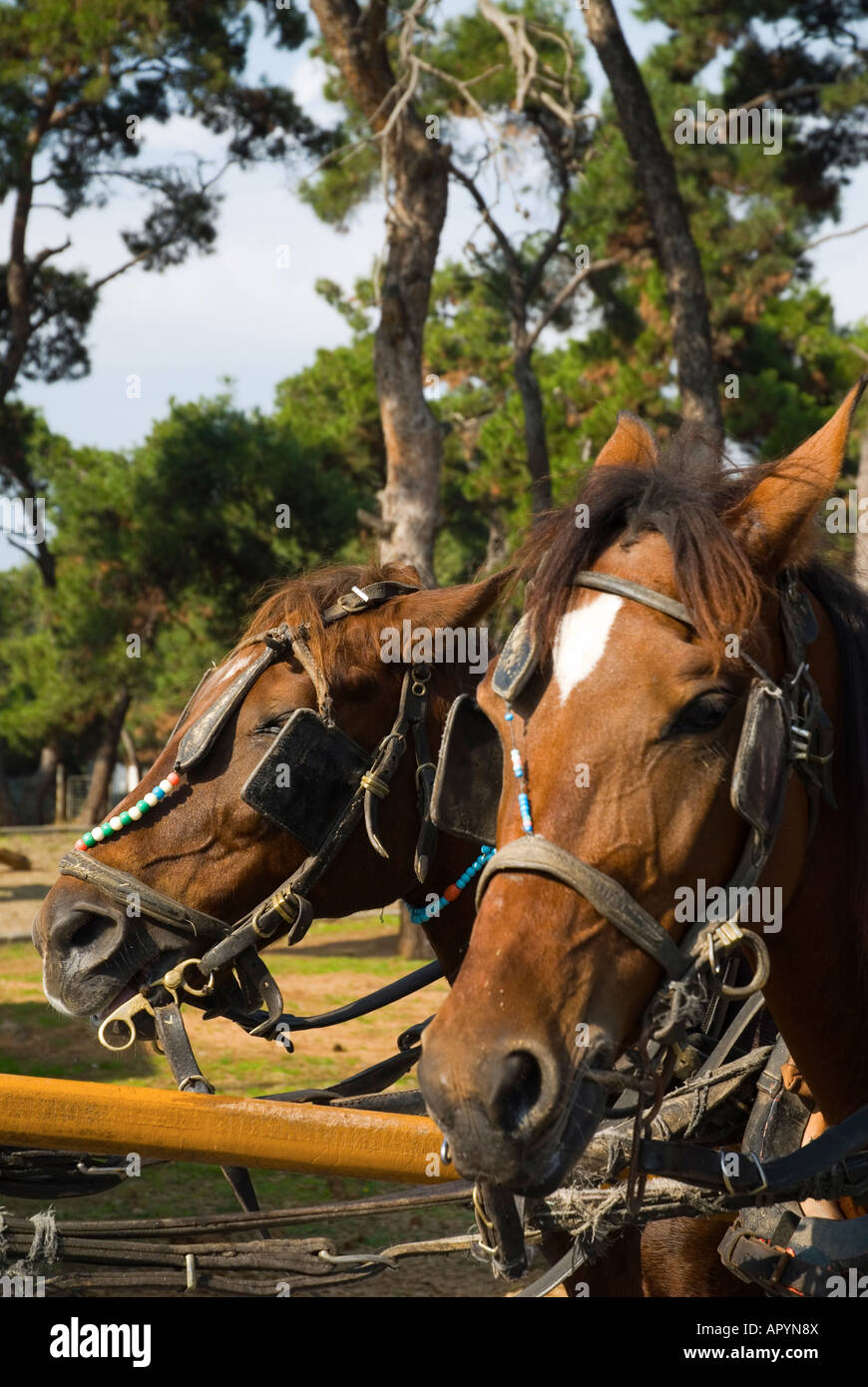 Sea prince horse hi-res stock photography and images - Alamy