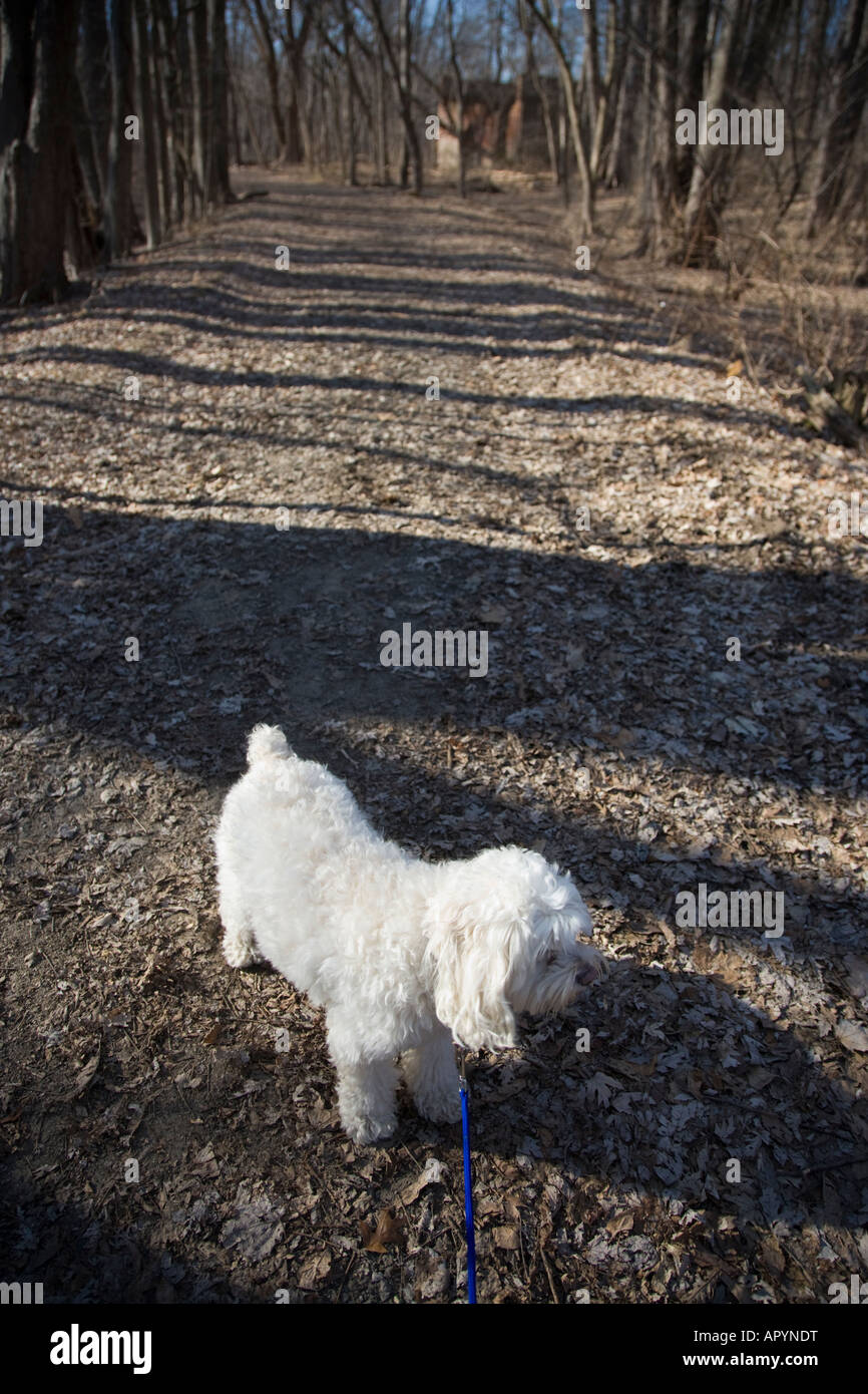 Pet dog on a leash Stock Photo - Alamy