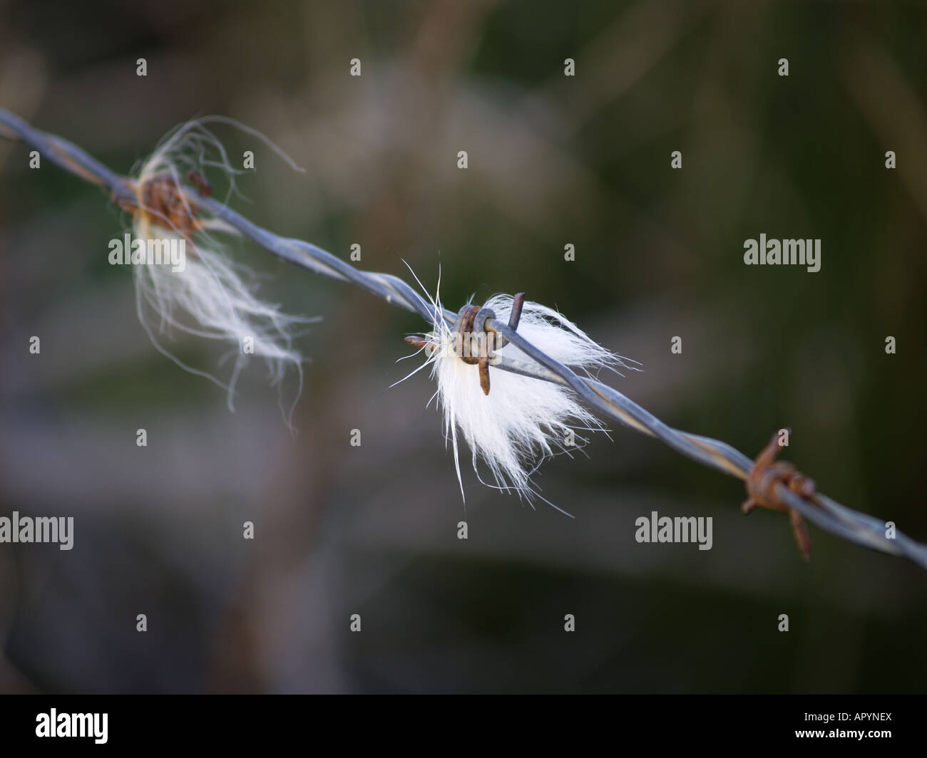 Sheep's wool caught on a barbed wire fence Stock Photo - Alamy