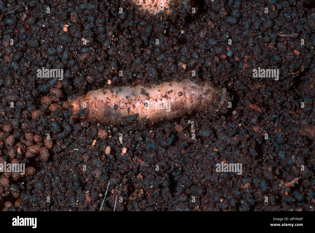 Crane-fly, Family Tipulidae. Larva on soil Stock Photo - Alamy
