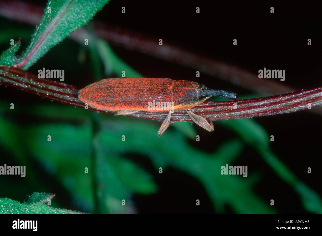 Stem borer hi-res stock photography and images - Alamy
