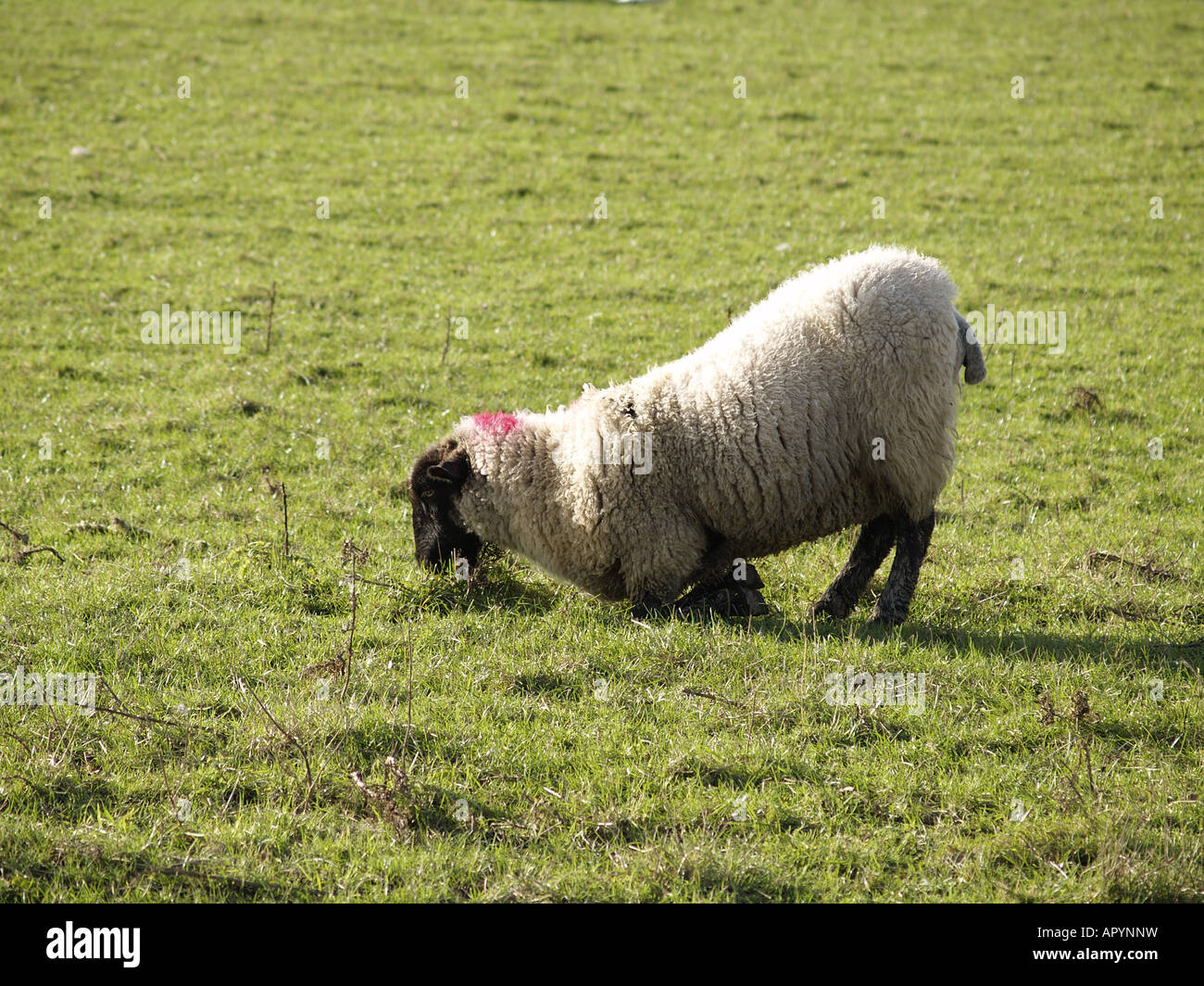 Sheep grazing kneeling hi-res stock photography and images - Alamy