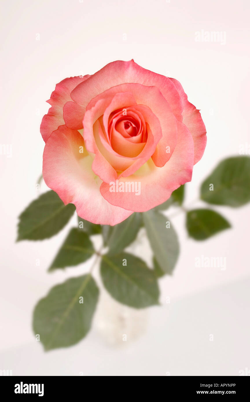 Pink rose pink parfait Stock Photo - Alamy