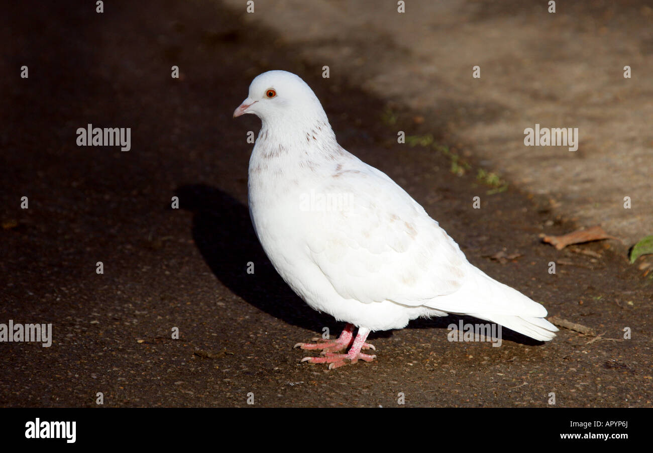 Domestic White Dove Stock Photo - Alamy