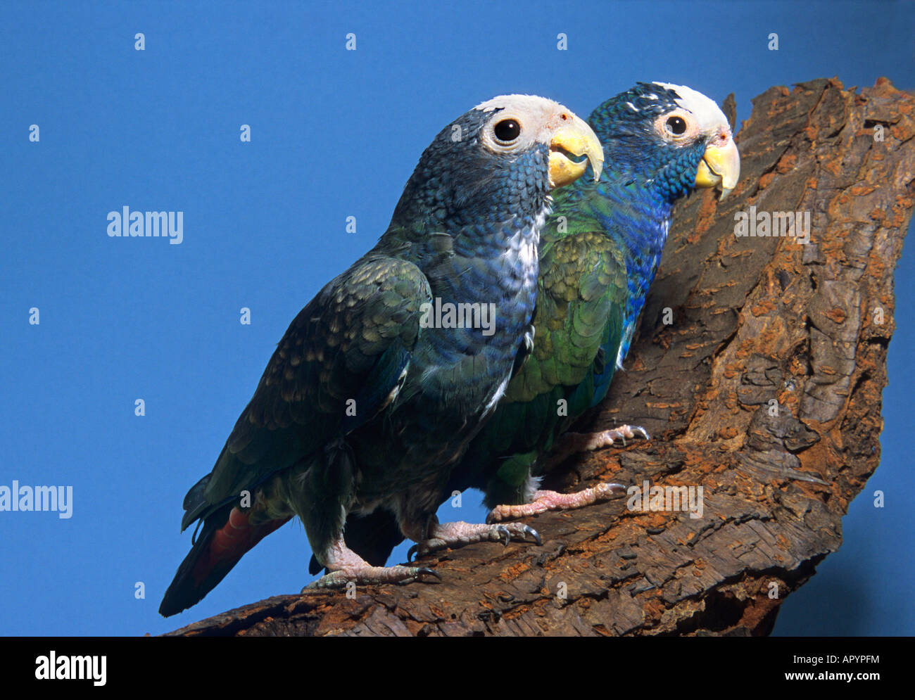 Pionus seniloides High Resolution Stock Photography and Images - Alamy