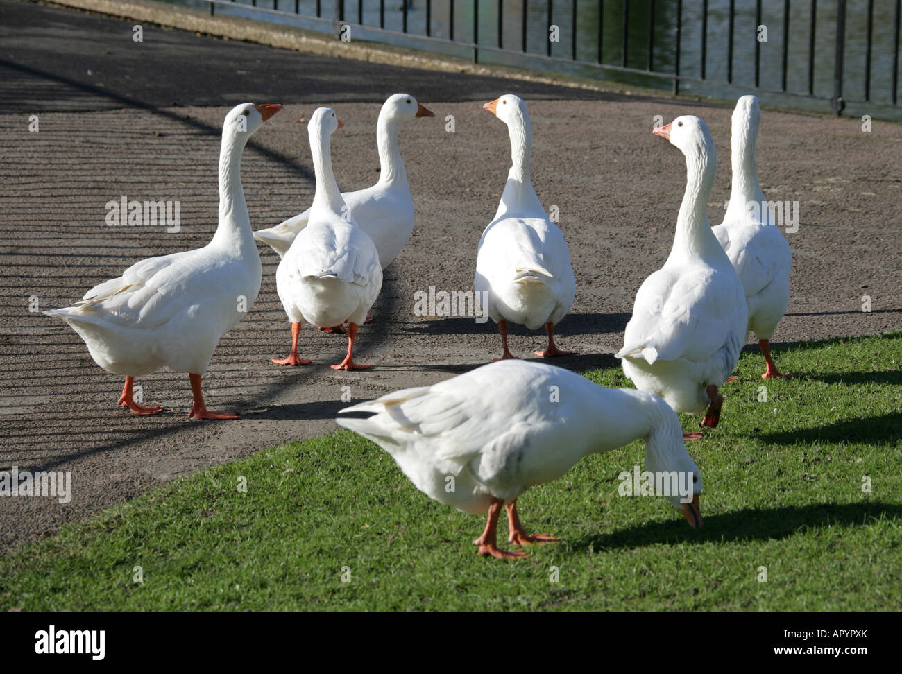 A Small Group of Domestic White Geese Stock Photo - Alamy