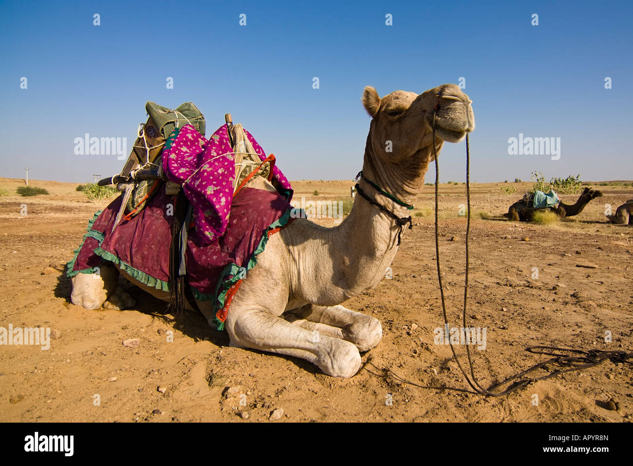 Camel on safari - Thar desert, Rajasthan, India Stock Photo - Alamy