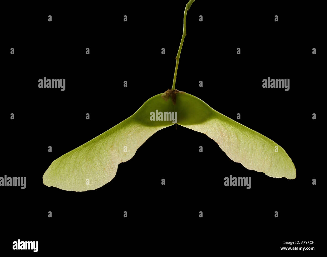 Maple samara seed dispersal hi-res stock photography and images - Alamy