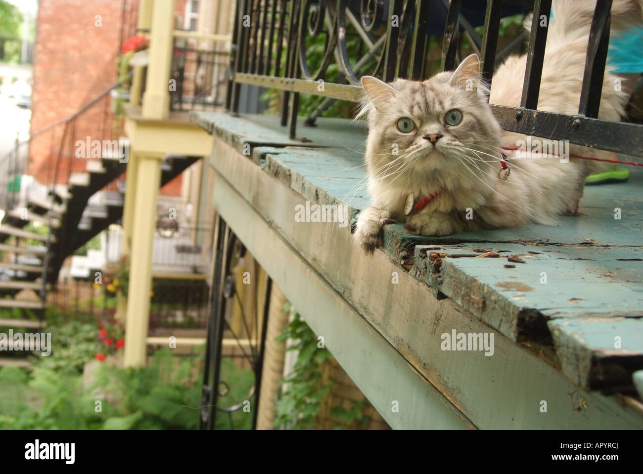 CANADA Quebec Montreal a cat sits on the second floor balcony Stock ...