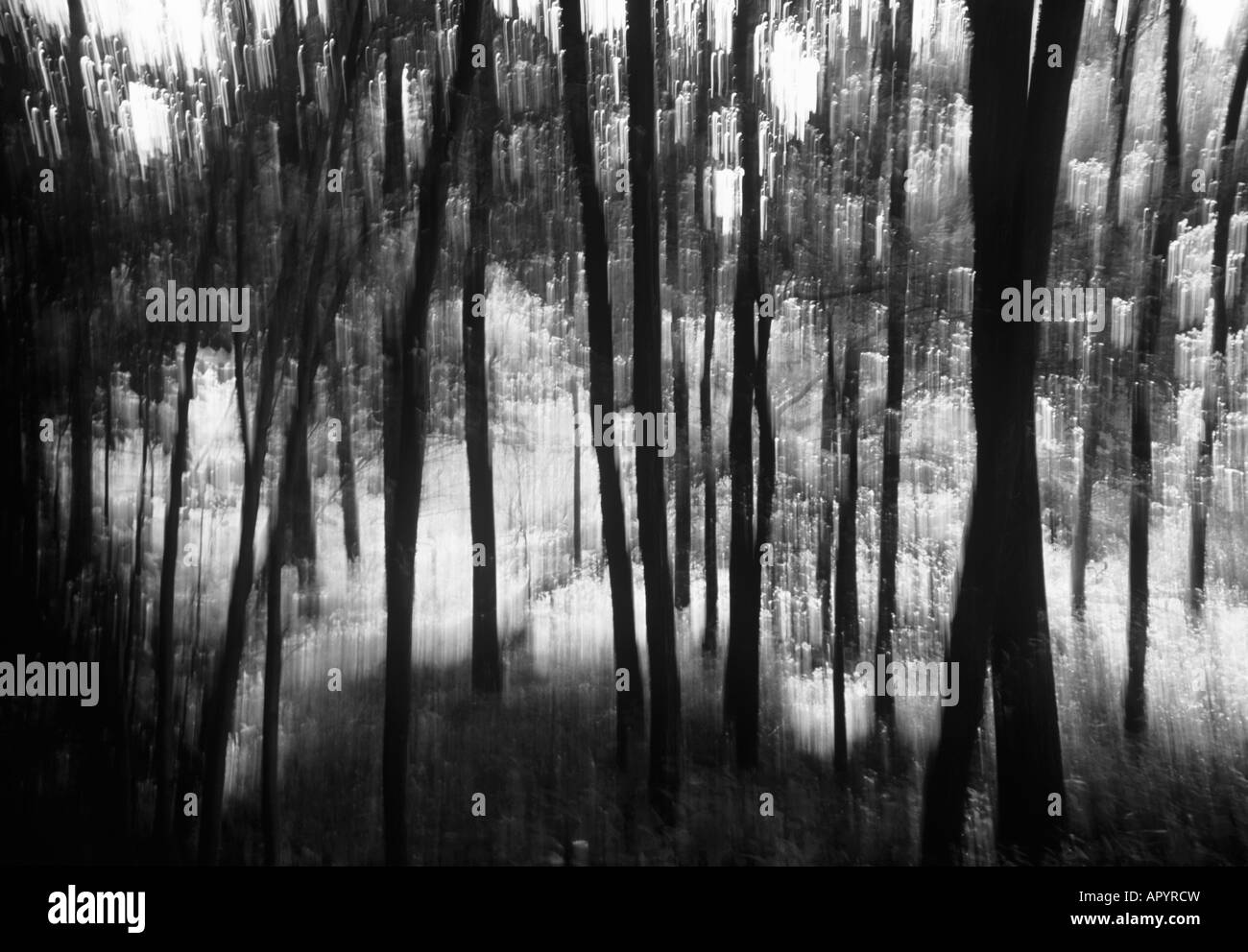 Dense dark forest Black and White Stock Photos & Images - Alamy