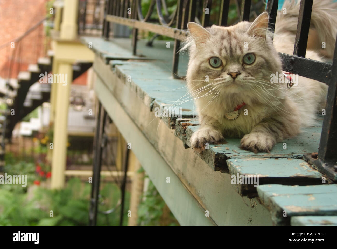 CANADA Quebec Montreal a cat sits on the second floor balcony Stock ...