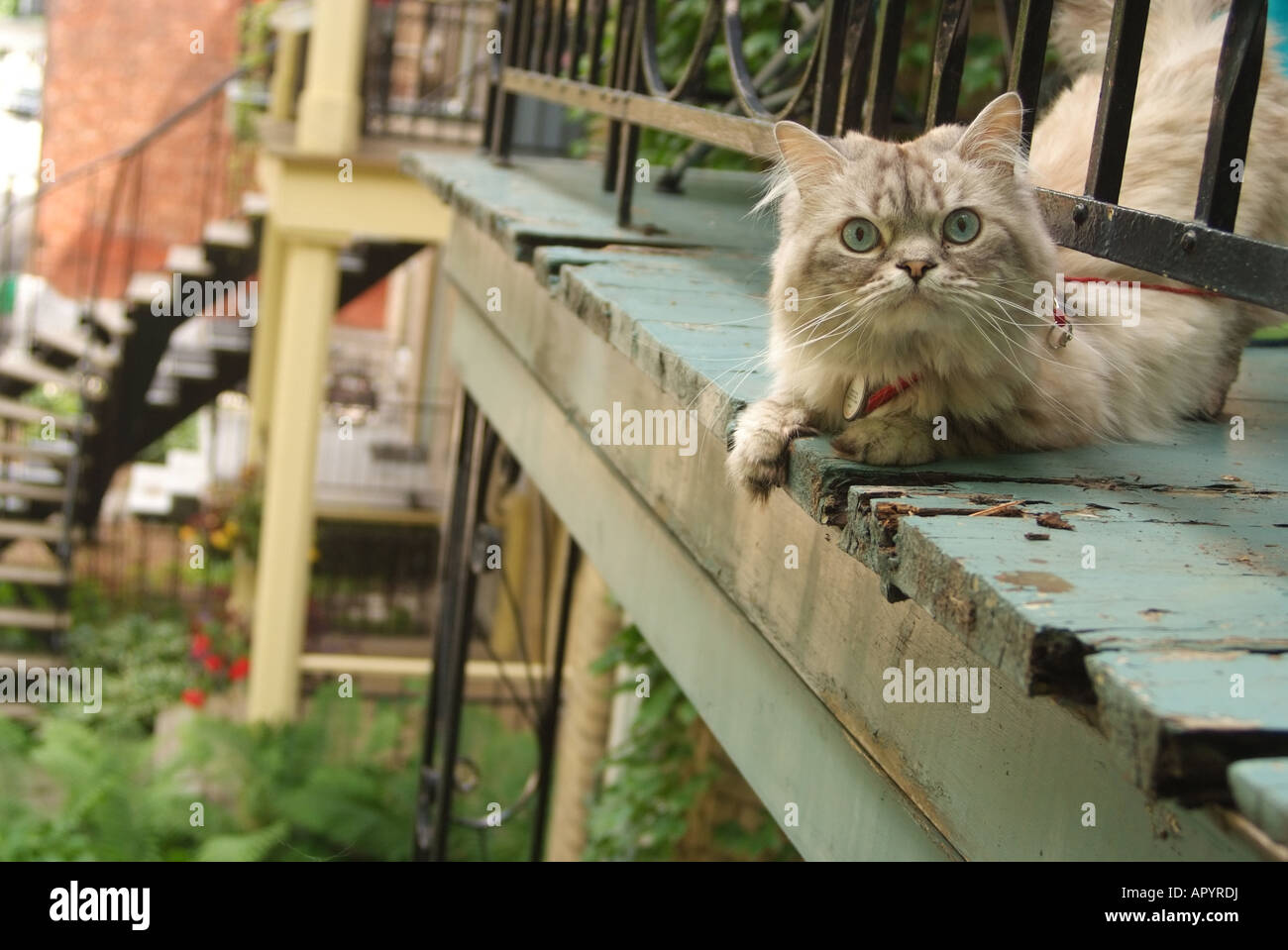 CANADA Quebec Montreal a cat sits on the second floor balcony Stock ...