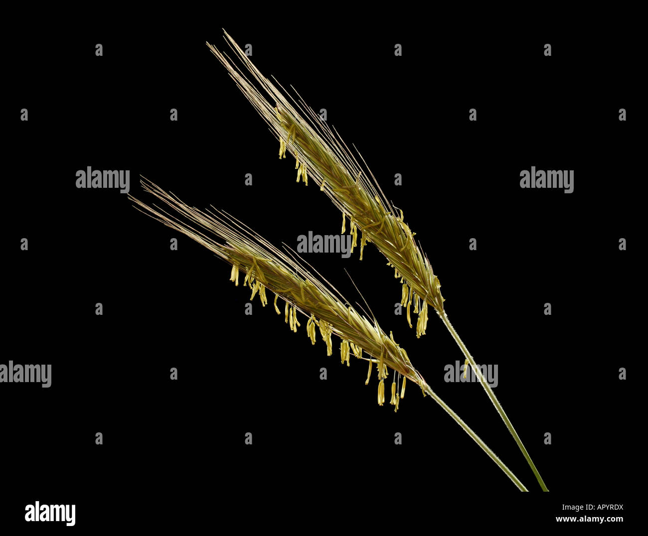 Wheat anther hi-res stock photography and images - Alamy