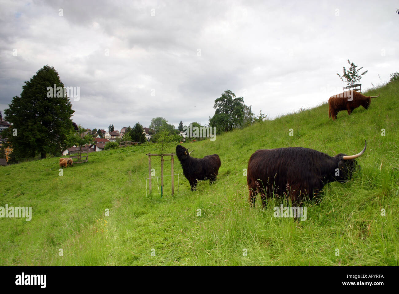 Highland Cattle Lucerne Switzerland Stock Photo - Alamy