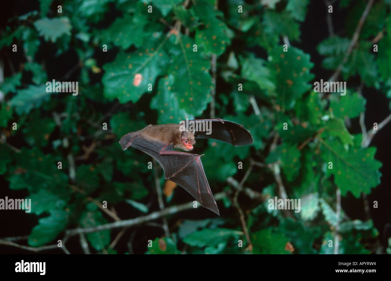 Pipistrelles hi-res stock photography and images - Alamy