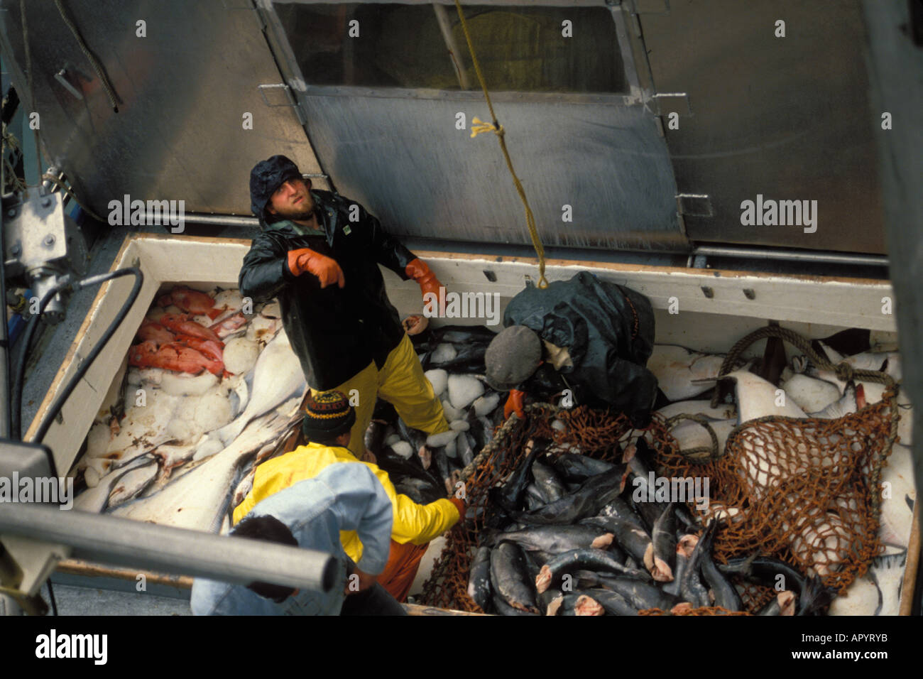 pacific halibut and black cod Anoplopoma fimbria crew off loading catch ...