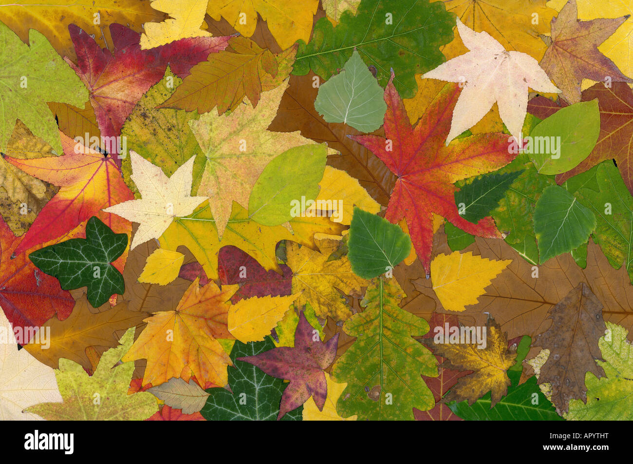 Detailed view leaf hi-res stock photography and images - Alamy