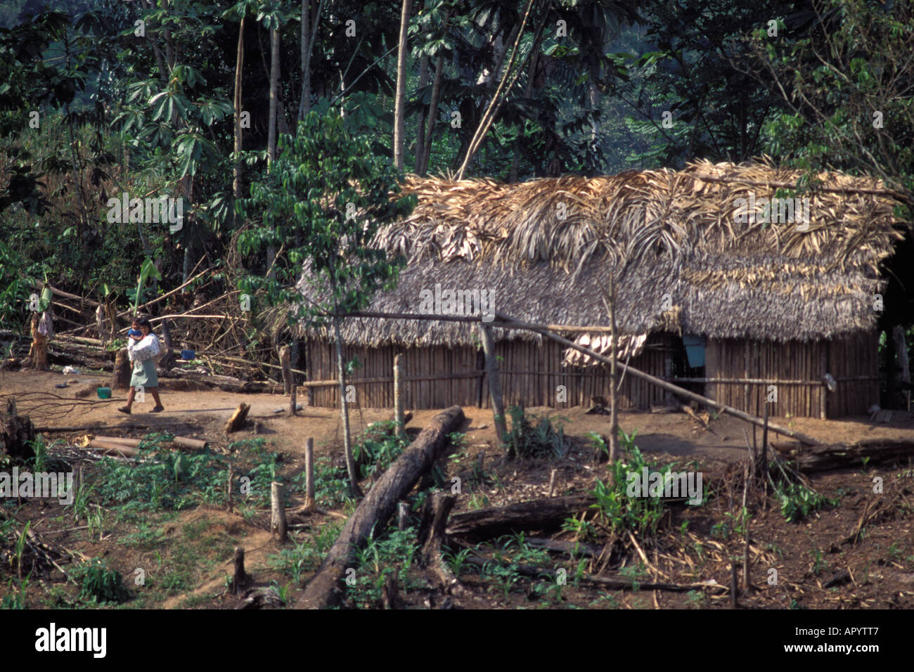 Cewa Indian home in the Ecuadorian Amazon Ecuador South America Stock ...