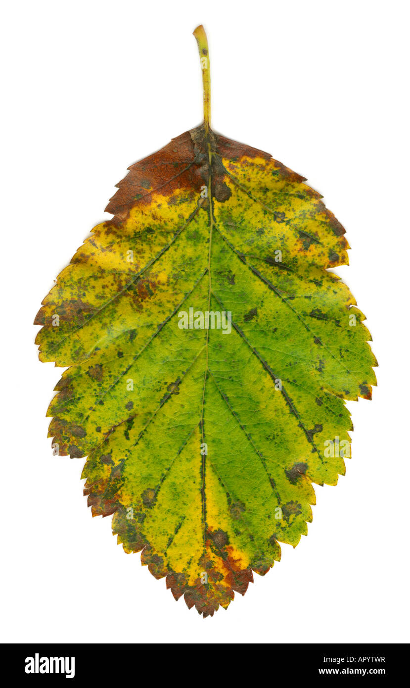 High resolution texture red Cut Out Stock Images & Pictures - Alamy