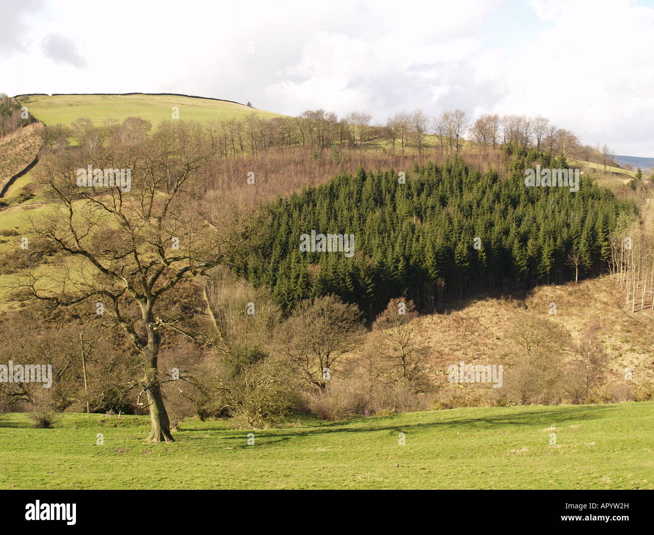sheep farmland field wood coppice conifer peak Stock Photo - Alamy