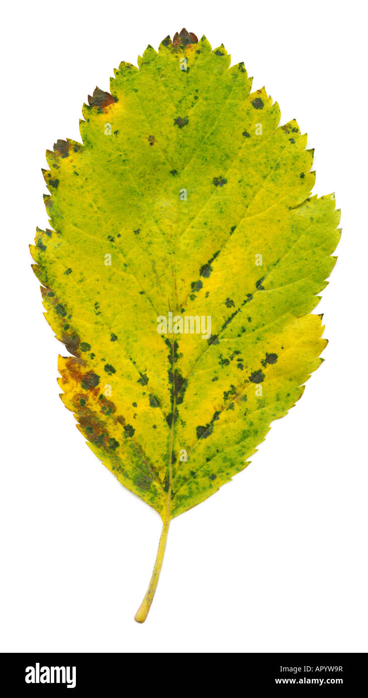 High resolution texture red Cut Out Stock Images & Pictures - Alamy