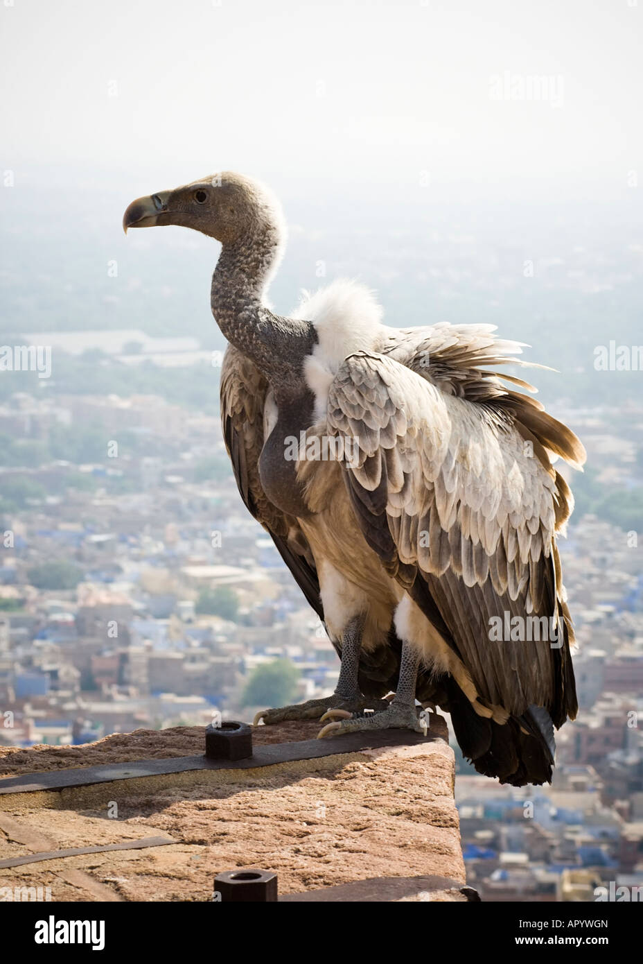 A white backed vulture perched on a wall at Meherangarh fort - Jodhpur ...
