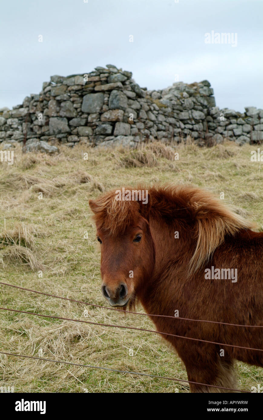 Fetlar On The Shetland Islands High Resolution Stock Photography and ...