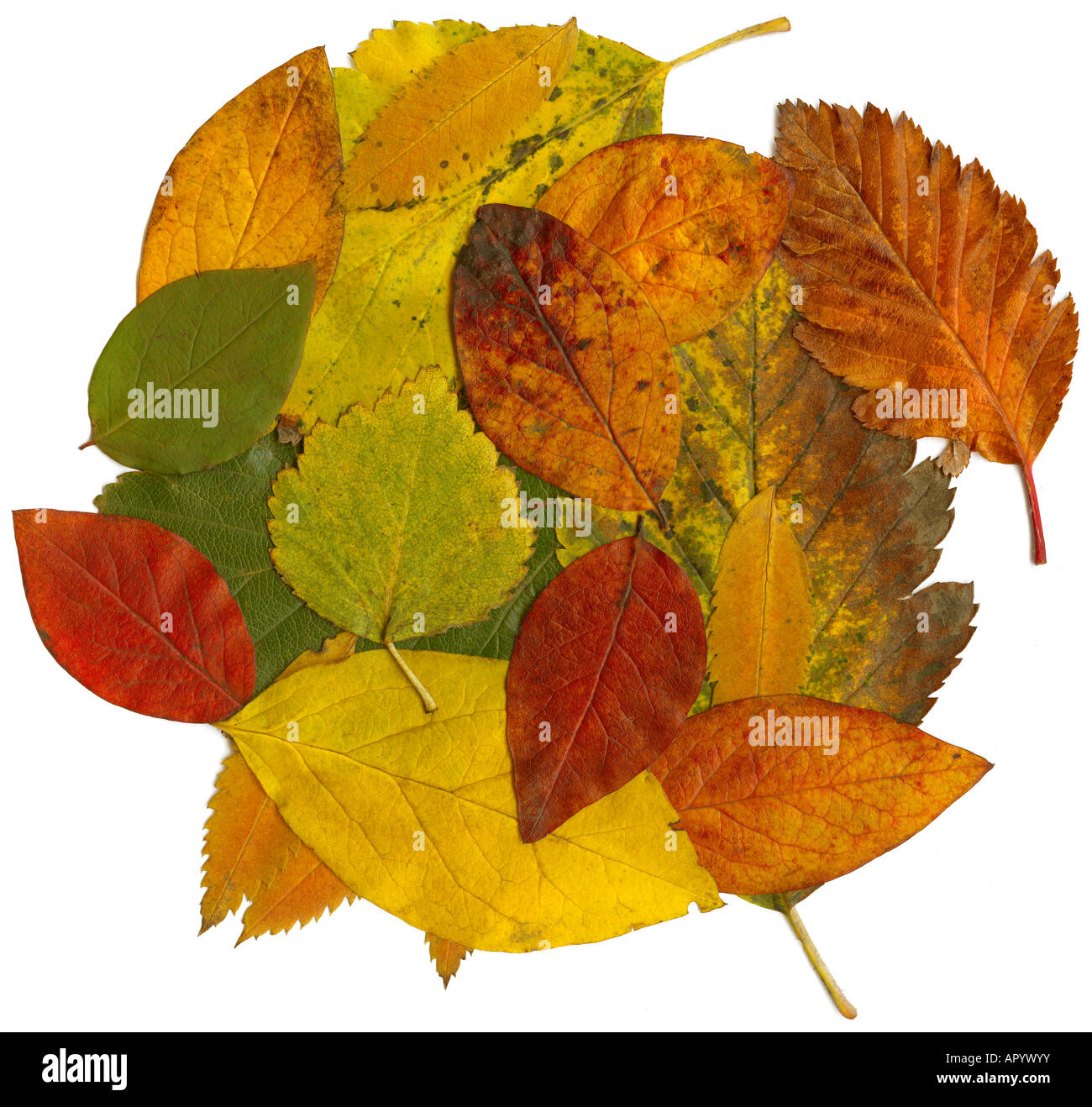 Isolated autumn leaves this image is in very high resolution and ...