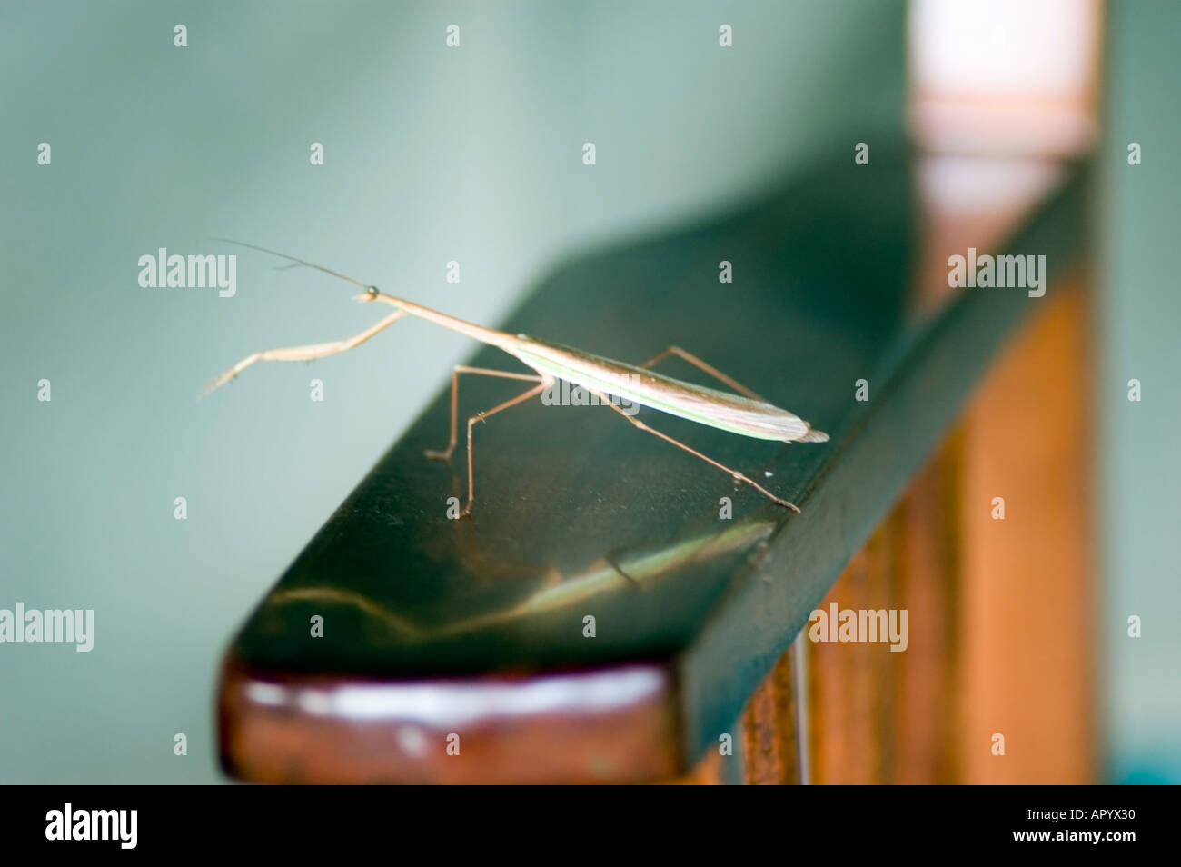 Stick insect, phasimida, on the Masai Mara game reserve, Kenya, East ...