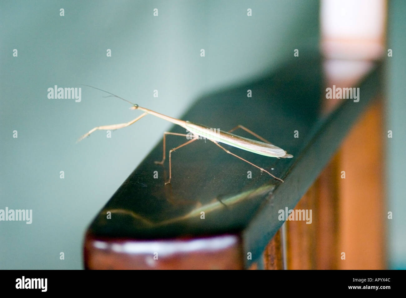 Stick insect, phasimida, on the Masai Mara game reserve, Kenya, East ...