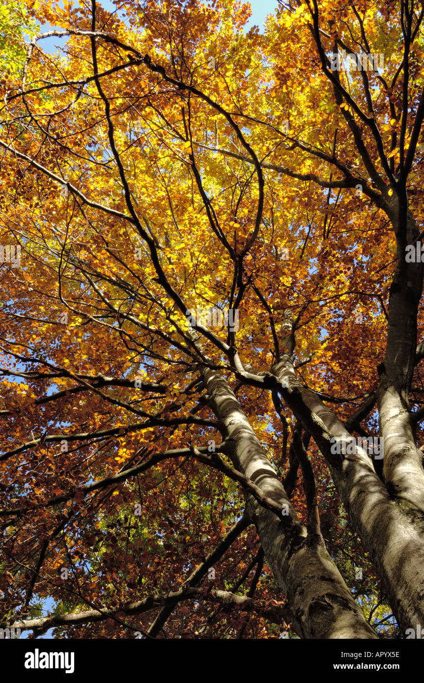 Red beech tree leaves hi-res stock photography and images - Alamy