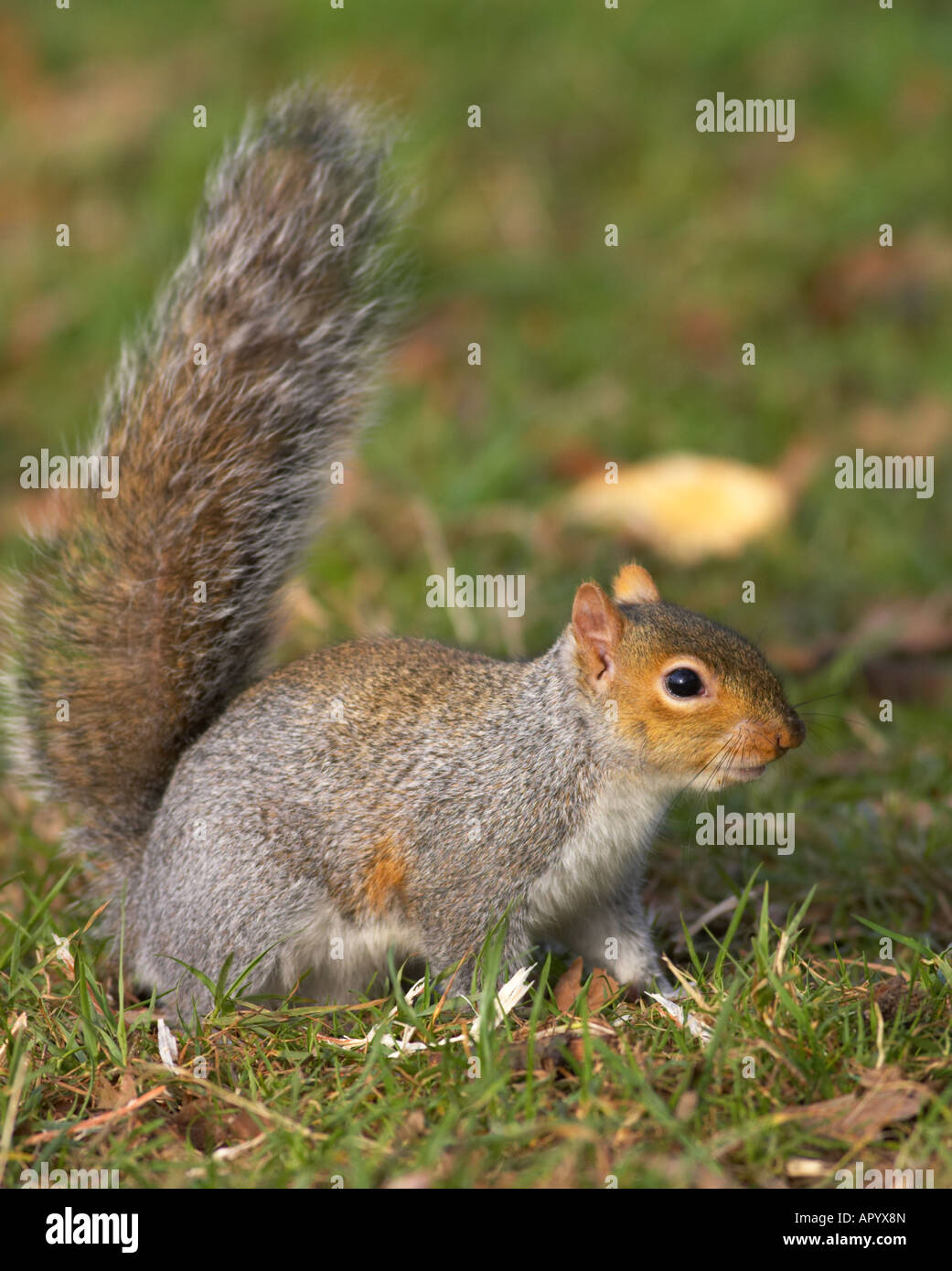 Grey ground squirrel hi-res stock photography and images - Alamy