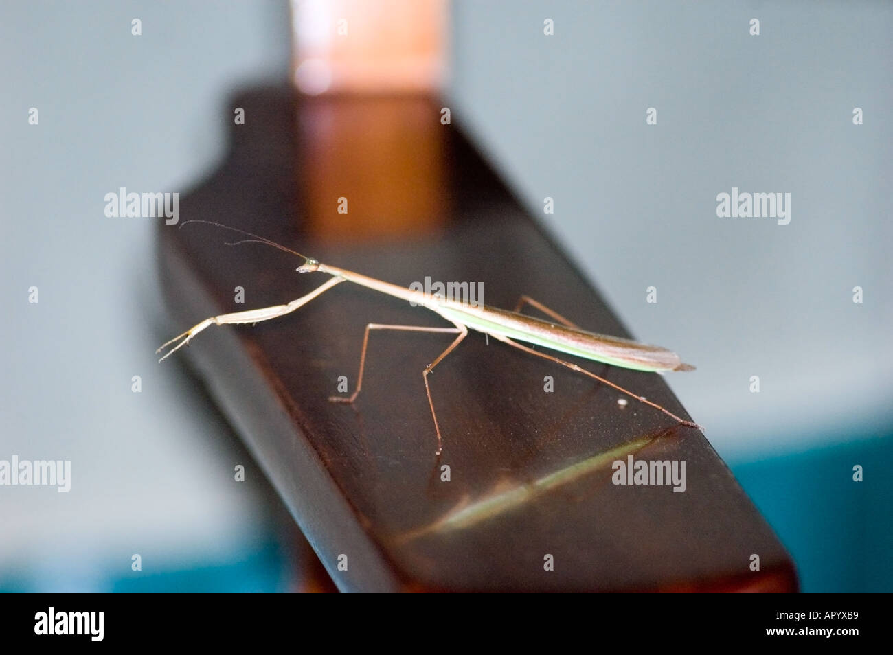 Stick insect, phasimida, on the Masai Mara game reserve, Kenya, East ...