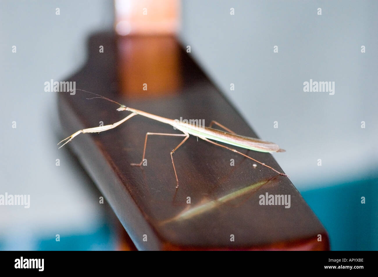 Stick insect, phasimida, on the Masai Mara game reserve, Kenya, East ...