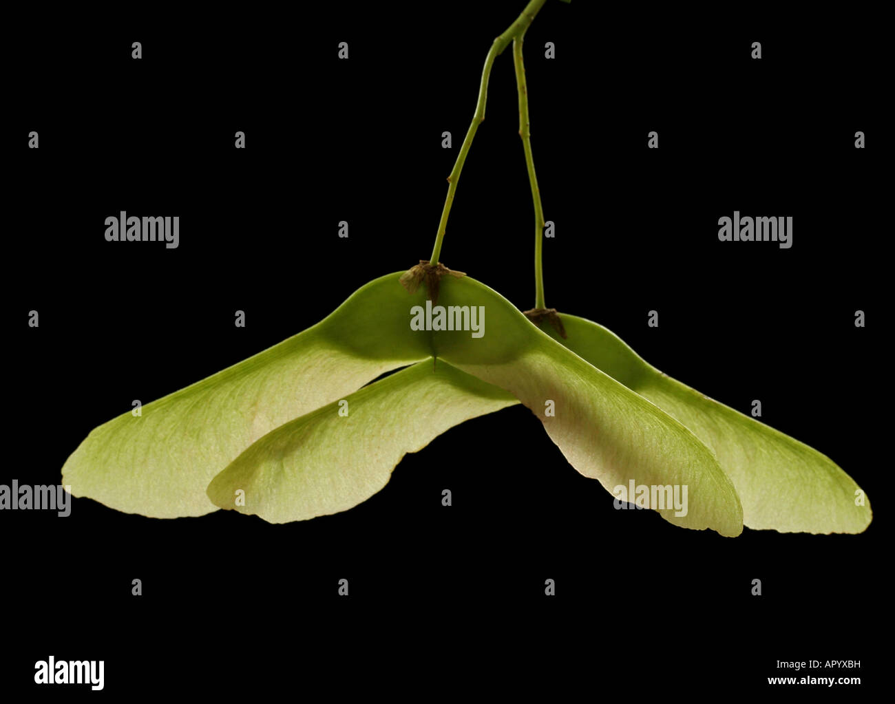 Maple samara seed dispersal hi-res stock photography and images - Alamy