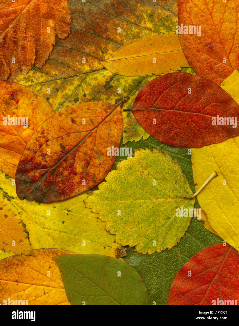 Huge background of autumn leaf this image is high resolution and very ...