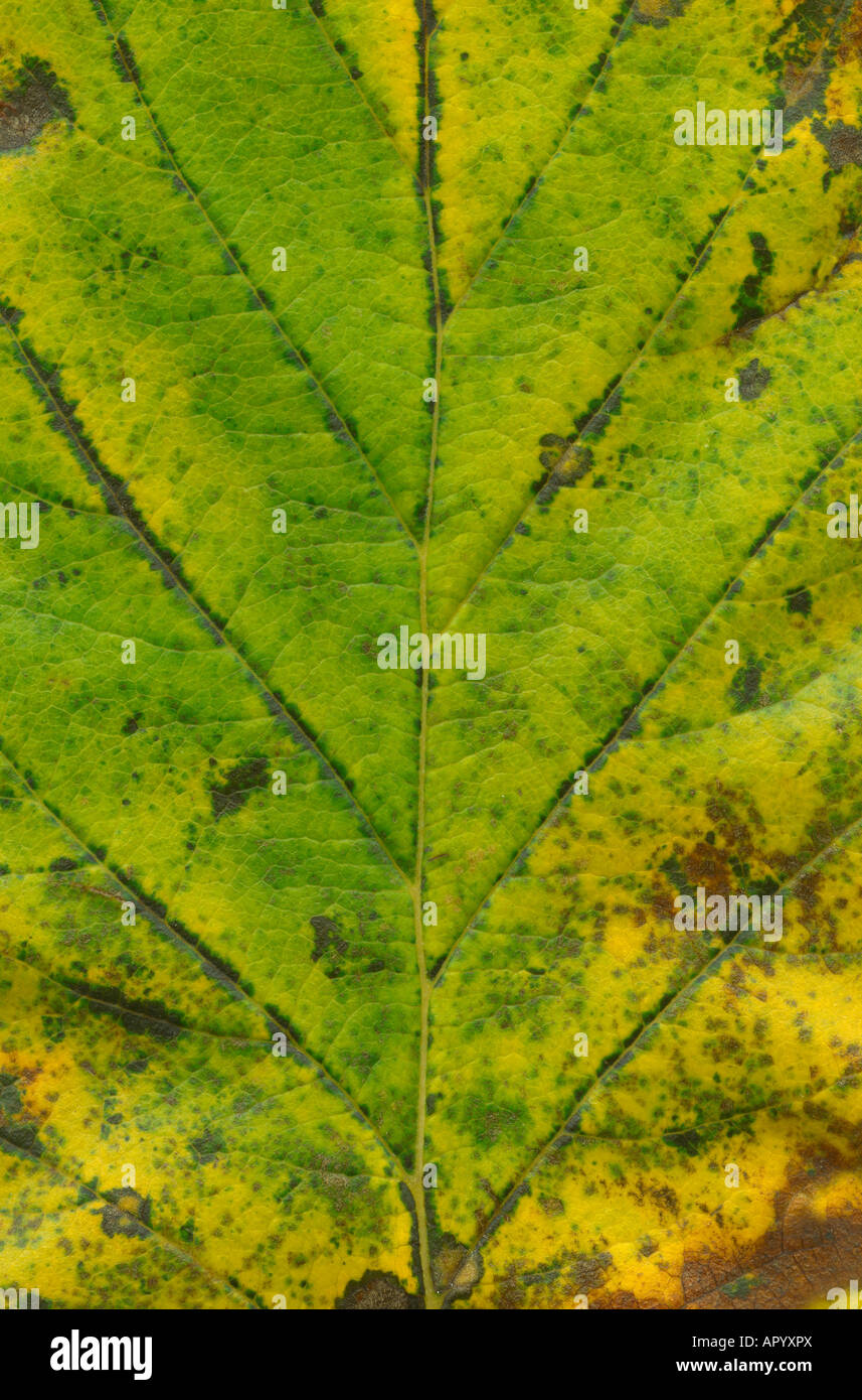 Texture of autumn leaf this image is in very high resolution and ...