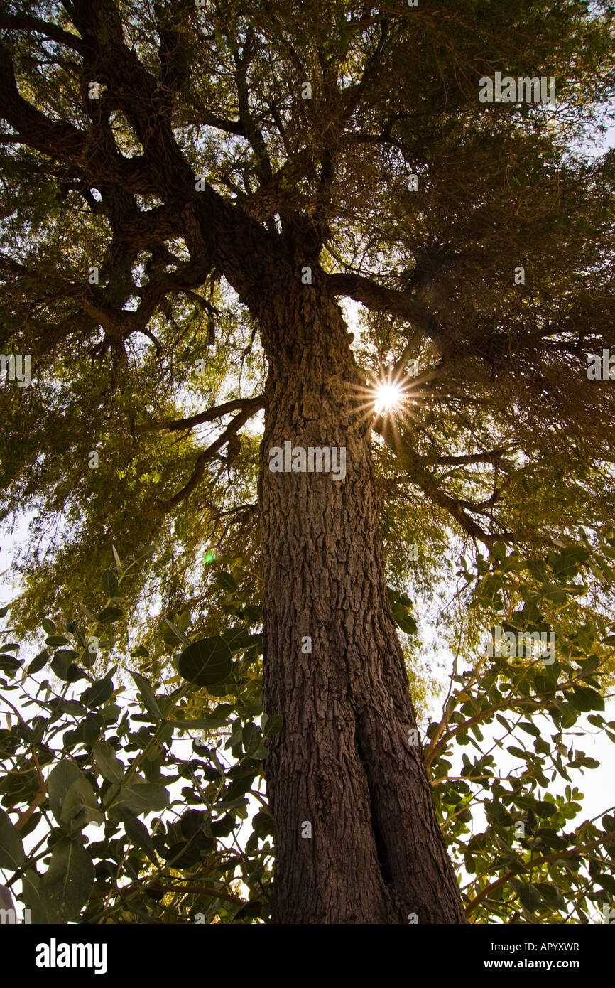 Sun shining through a giant tree - Thar desert, Rajasthan, India Stock ...