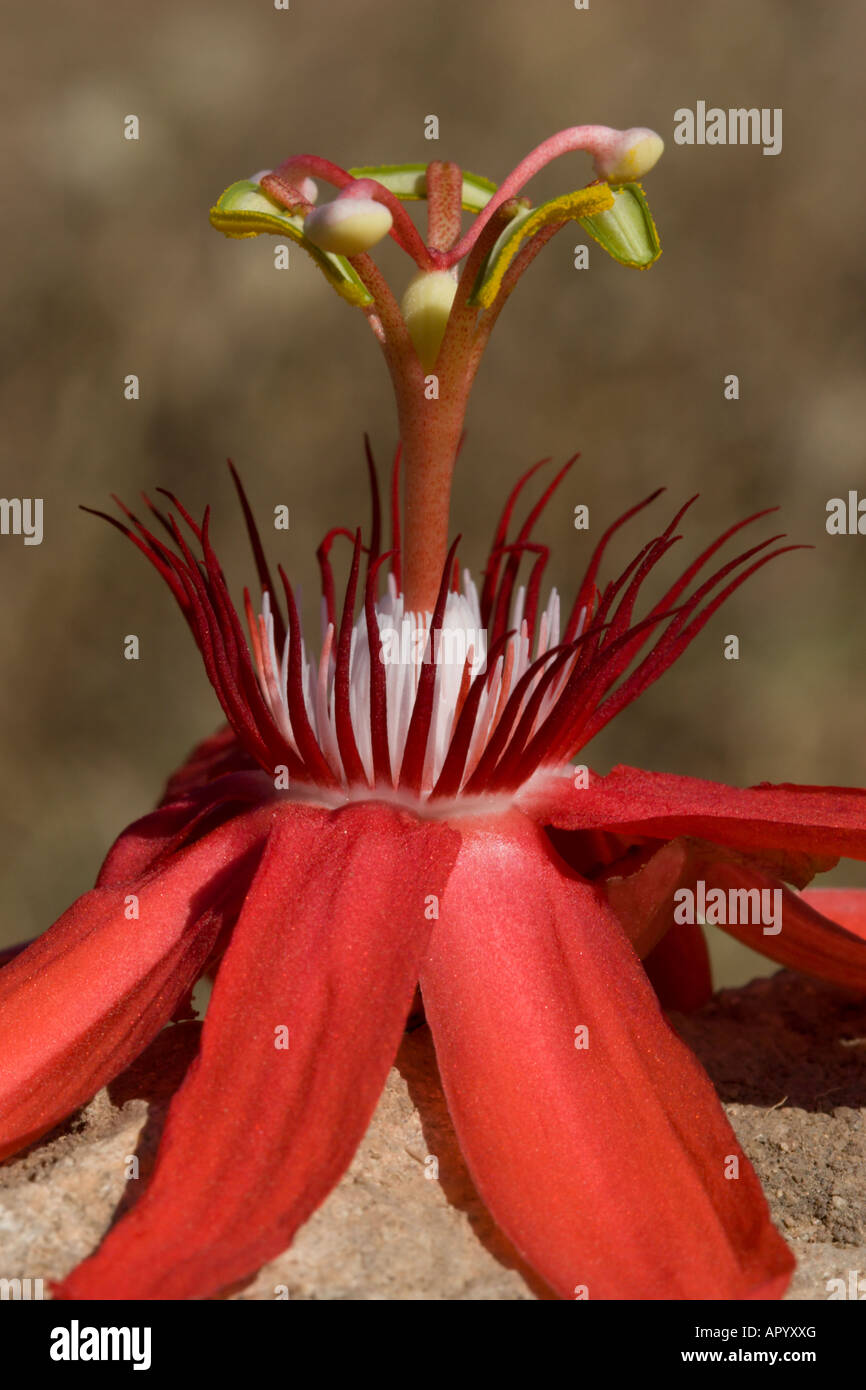red passion flower Stock Photo - Alamy
