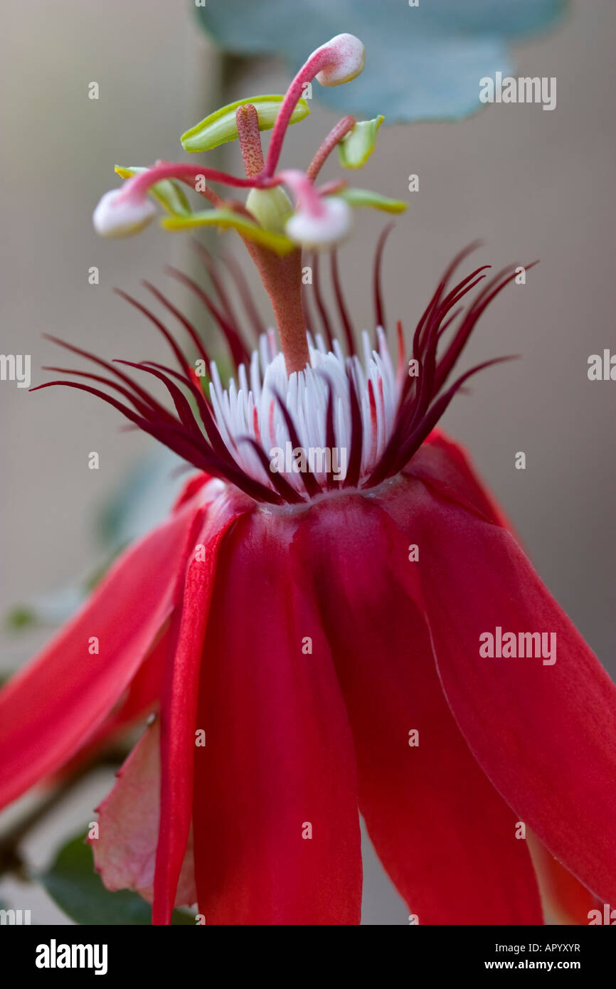 red passion flower Stock Photo - Alamy
