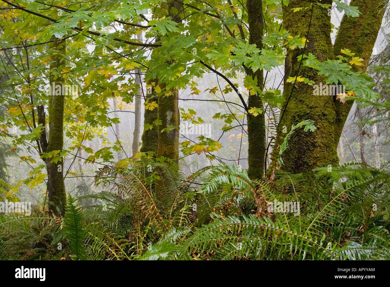 Big leaf maples in fog Stock Photo - Alamy