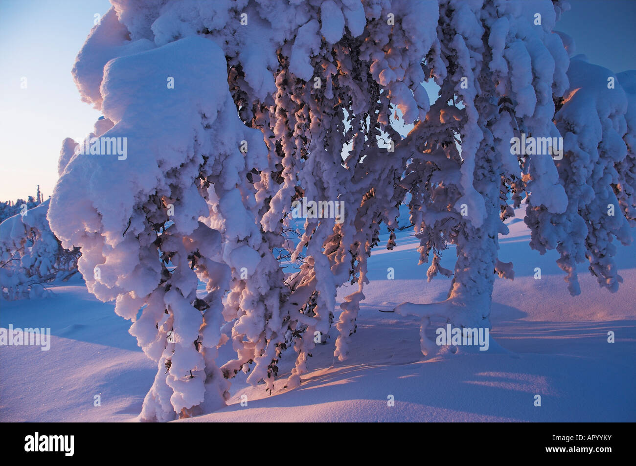 Canadian Shield In Winter Canadian Shield" Images – Browse 1,165