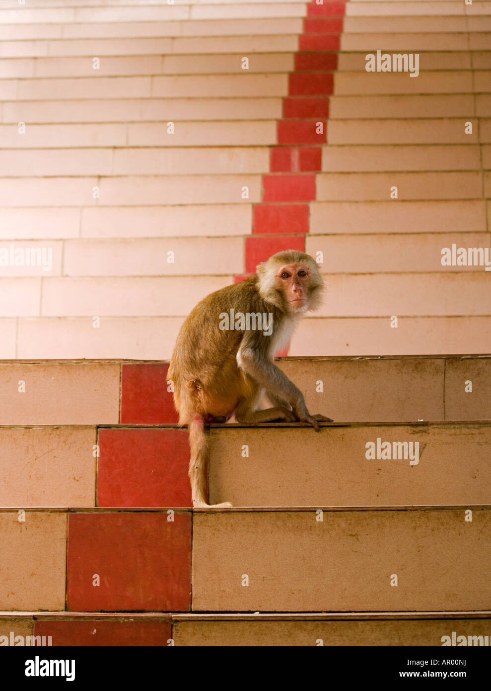 monkey on stairs at Mount Popa in Myanmar Stock Photo - Alamy