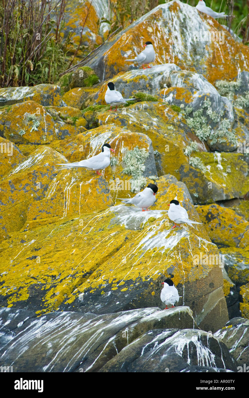 Tern colony beagle strait, patagonia, argentina Stock Photo - Alamy