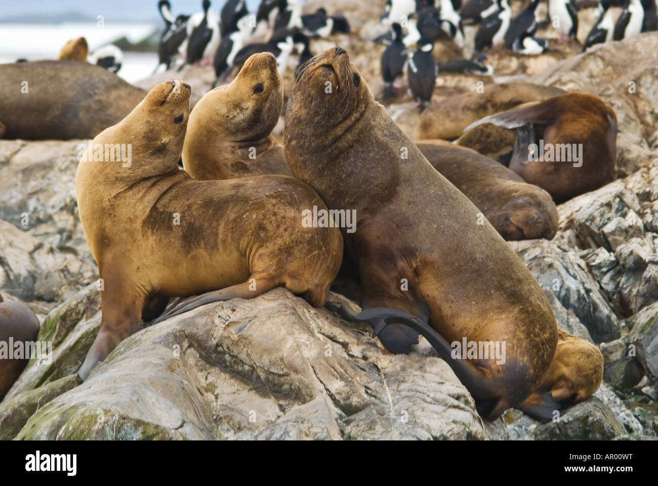Sea Lion colony beagle strait, patagonia, argentina Stock Photo - Alamy