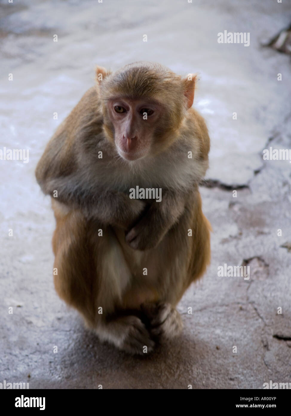 Mount popa monkey hi-res stock photography and images - Alamy