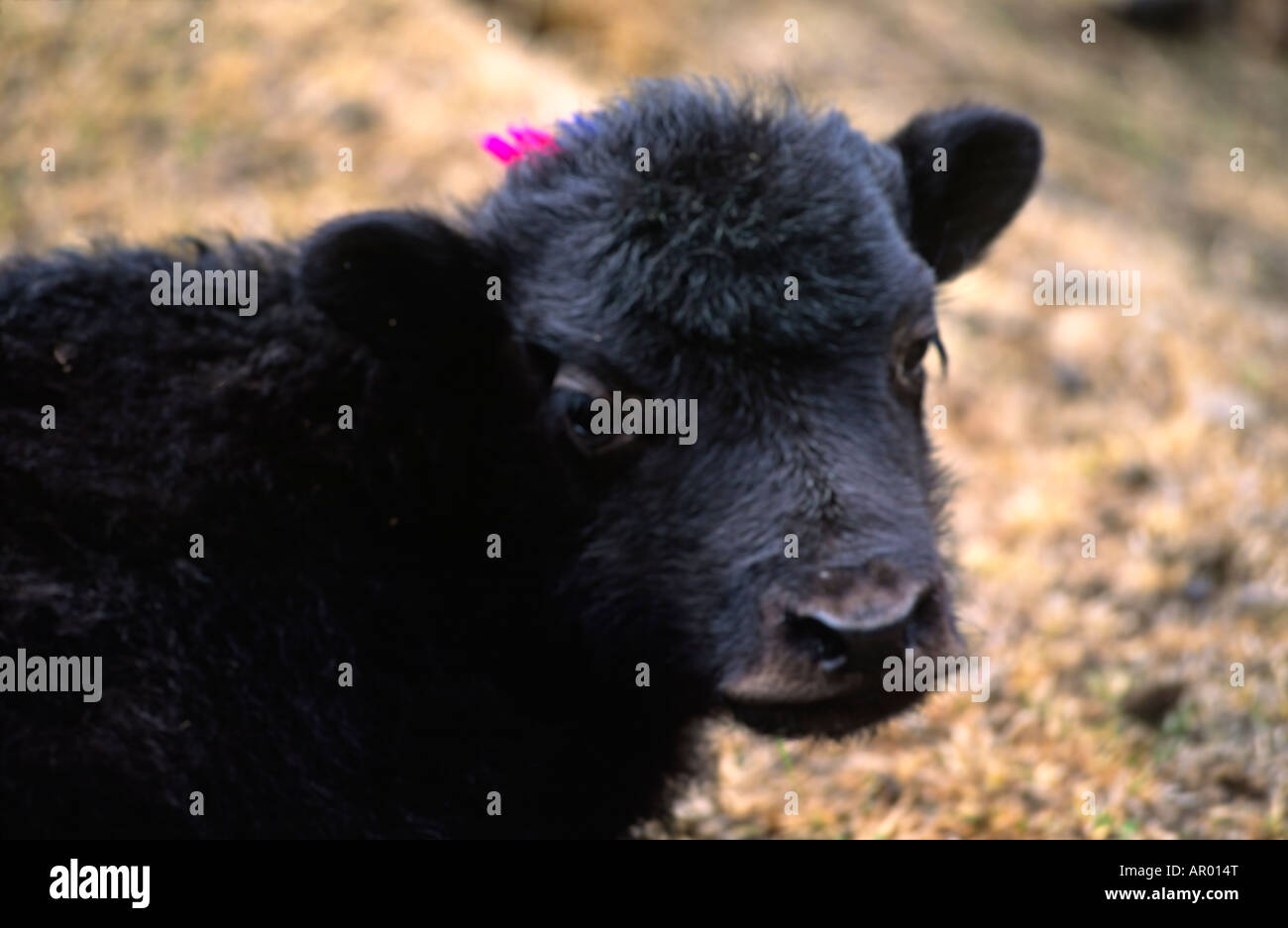 A newborn BLACK YAK near Terdrom Nunnery CENTRAL TIBET Stock Photo - Alamy
